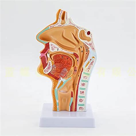 Amazon Human Anatomical Nasal Cavity Model Oral Cavity Throat