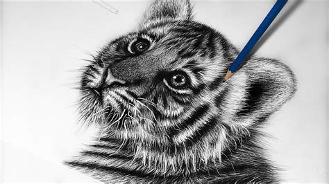 Drawing A Realistic Baby Tiger Collab W Luke Hanlon Art Youtube