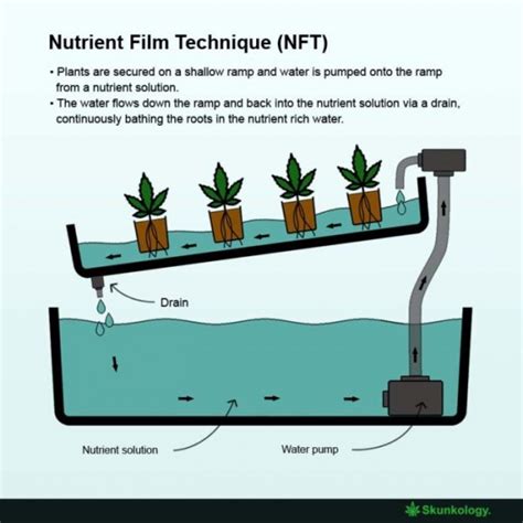 NFT Nutrient Film Technique