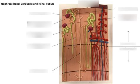 Nephron Renal Corpuscle And Renal Tubule Diagram Quizlet
