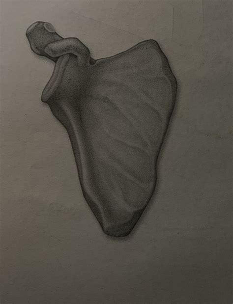 Scapula Diagram Quizlet