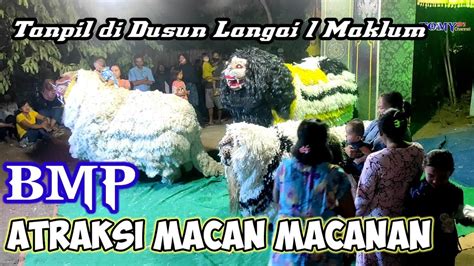 Atraksi Macan Macanan Harimau Bangkitnya Macan Putih Youtube