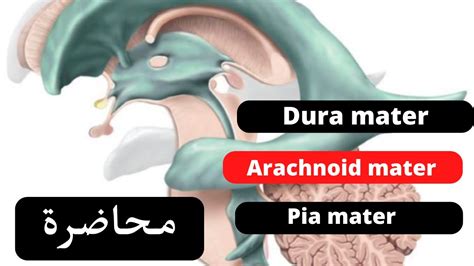 Cerebral meninges and cerebrospinal fluid C S F شرح YouTube
