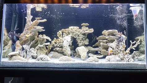 Aquarium Batu Karang Laut YouTube