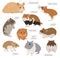 Hamster Breeds Icon Set Flat Style Isolated On White Pet Rodent Stock