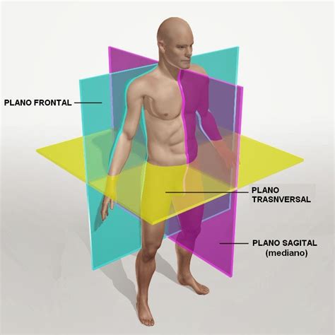 Morfofisiológia 1 PLANOS DEL CUERPO HUMANO