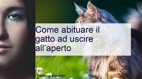 Come Abituare Il Gatto Ad Uscire All Aperto YouTube