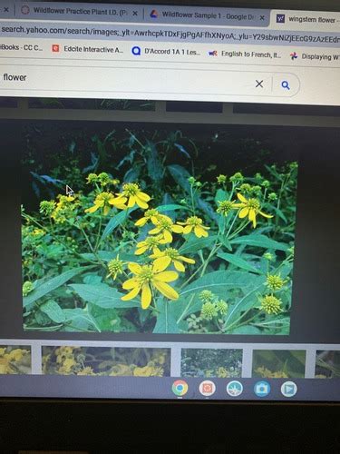 Identifying Plants Flashcards Quizlet