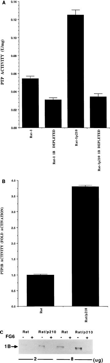 The Intrinsic Tyrosine Kinase Activity Of P Bcr Abl Is Required For