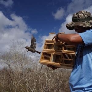 FPI 2023 Realiza Sua Primeira Soltura 180 Aves TribunaHoje