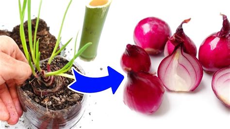 C Mo Cultivar Cebollas Sin Semillas En Macetas Gu A Paso A Paso