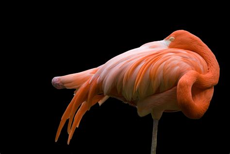 Ask Smithsonian Why Do Flamingos Stand On One Leg At The
