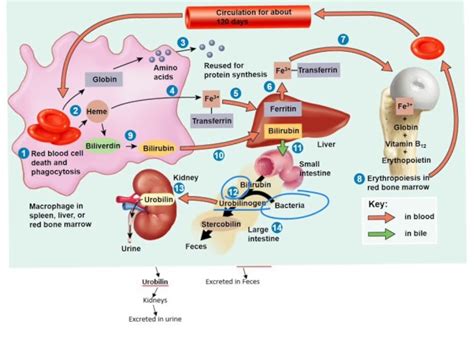 Red Blood Cell Life Cycle Medical Vector Illustration 56 OFF