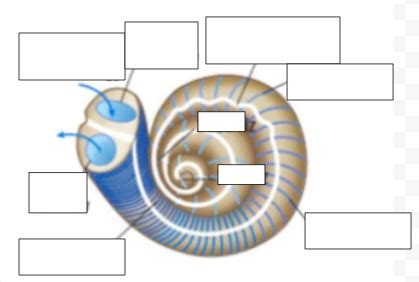 Cochlea Diagram Diagram Quizlet
