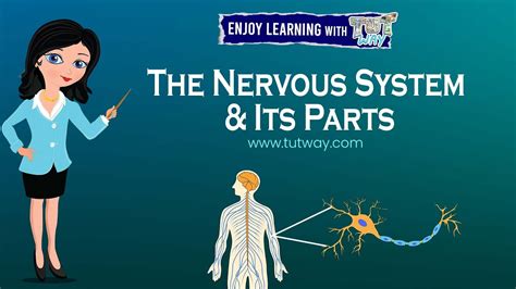 Nervous System Peripheral Central Nervous System Parts Of Nervous
