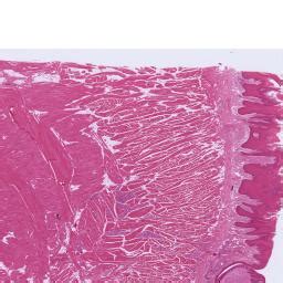 Histology Introduction To Dynamic Histology