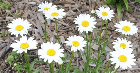 Common Weeds With White Flowers With Pictures To Identify