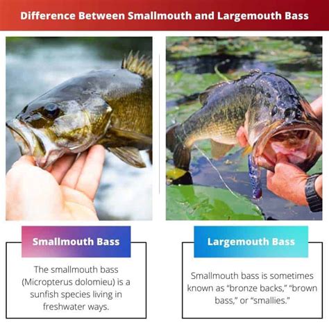 Smallmouth Vs Largemouth Bass Difference And Comparison