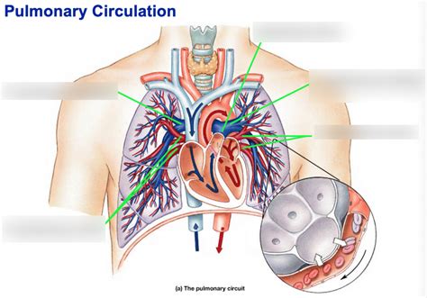 Pulmonary Circulation Diagram Quizlet