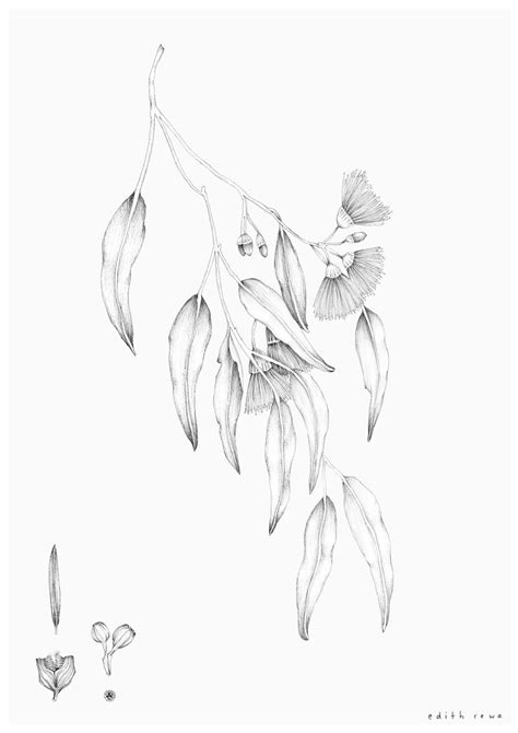 Pin By Maxie Jingles On Journal Botanicals Native Tattoos Wildflower