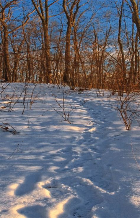 Free Images Tree Nature Forest Path Branch Snow Winter