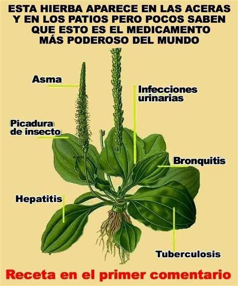 Beneficios Y Cuidados De La Planta Verbena Nutricion Vitae