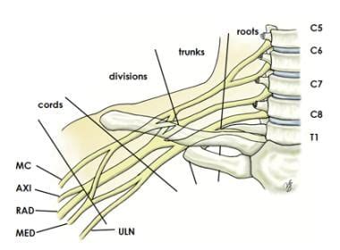 Brachial Plexus Anatomy Branches And Mnemonics
