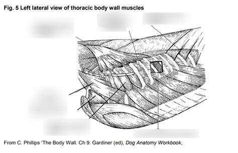 Muscles Of Thoracic Wall Diagram Quizlet