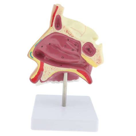 Promo Nasal Cavity Anatomical Model Human Mouth Nose Throat Anatomy