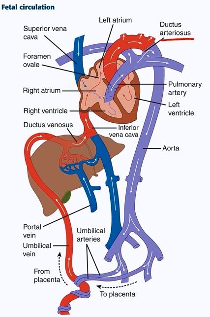 Schematic Diagram Of Fetal Circulation Image To U