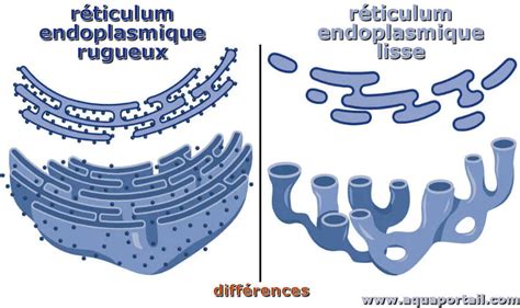 Réticulum endoplasmique lisse définition et explications
