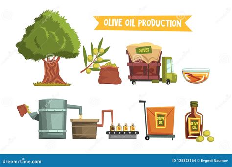 Proceso De La Producción De Aceite De Oliva Del Cultivo Al árbol