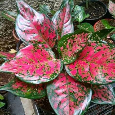 Aglonema Dut Anjamani Harga Aglonema Dut Anjamani TanamanMart