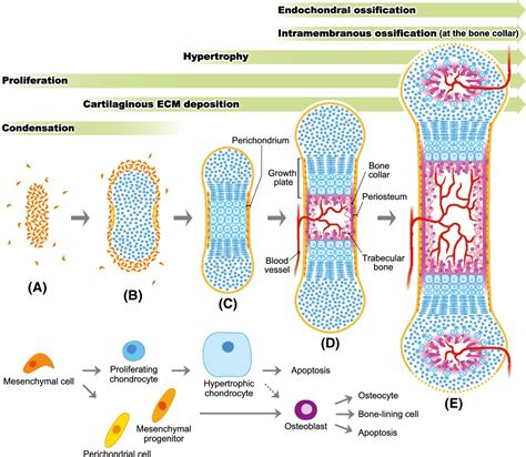 Steps Of Endochondral Ossification