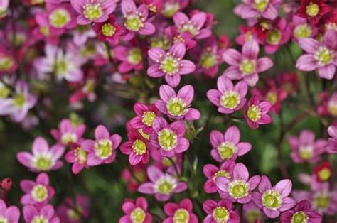 Skalnica Arendsa Flower Carpet Blutenteppich Różowy dywan na skalniak