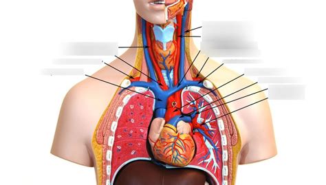 Torso Arteries And Veins Diagram Quizlet