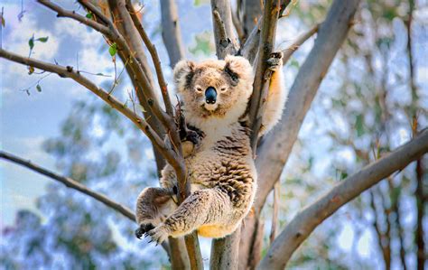 100 Koala Bilder Wallpapers