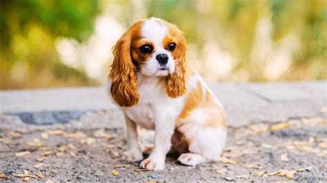 Mejores razas de perros para niños autistas AnimalesMundi