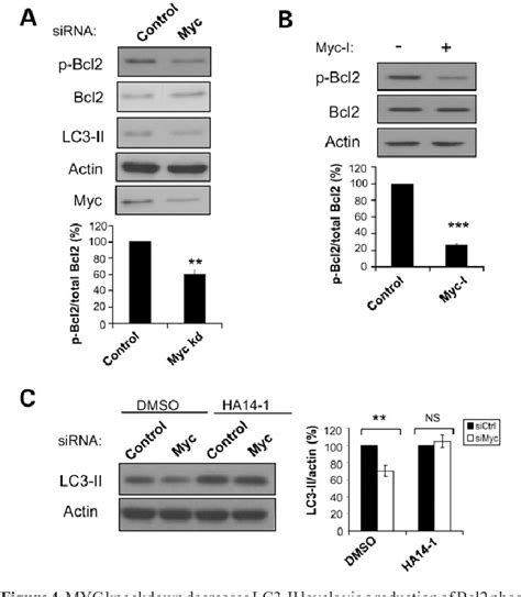 Figure 2 From Myc Inhibition Impairs Autophagosome Formation Semantic