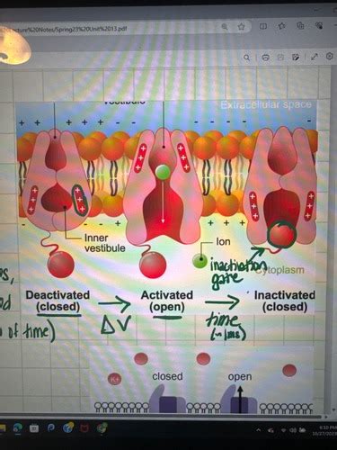 Ch Obj Voltage Gated Ion Channels Flashcards Quizlet