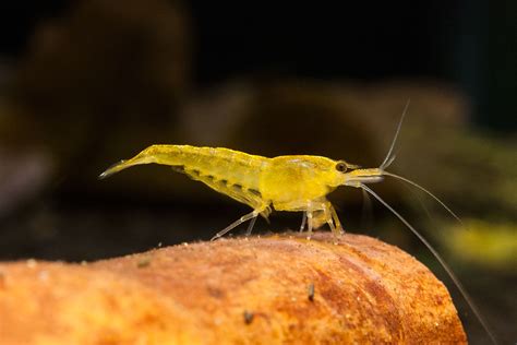 Hodowla Krewetek ShrimpStar Krewetki Akwariowe
