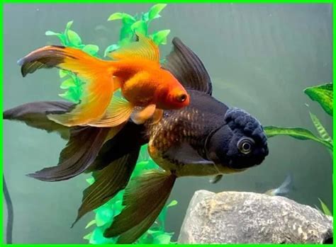 Cara Memilih Ikan Koki Yang Bagus Sosok Tubuh Proporsional Warna