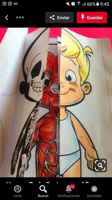 Pin de Ana en sistema oseomuscular Cuerpo humano para niños