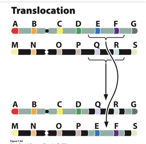 Chapter 8 TRG Chromosome And Gene Mutations Flashcards Quizlet