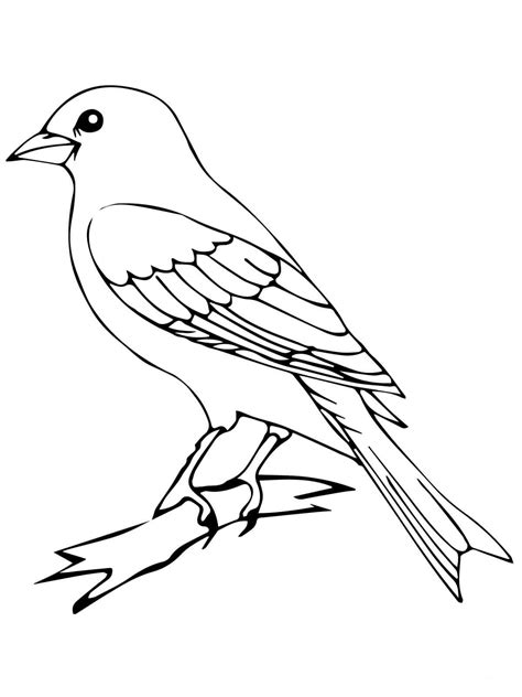 Un Oiseau Dessin