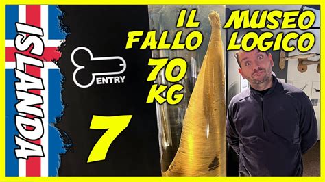 Reykjavik il fallo più grande del mondo 70kg nel museo fallologico