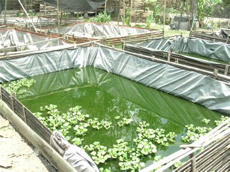Cara Budidaya Ikan Lele Di Kolam Terpal Terbaru IMEDZ
