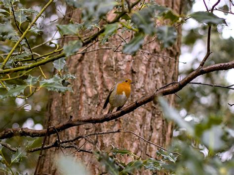 Robin By Olena Bondarenko On YouPic