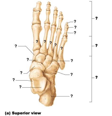Bones Of The Foot Diagram Quizlet