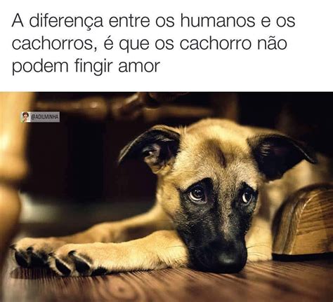 A diferença entre os humanos e os cachorros é que os cachorro não